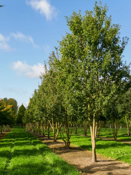 Acer campestre | Érable champêtre - Van den Berk Pépinières